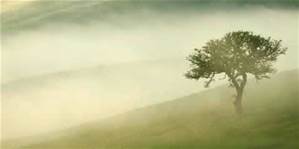 grief tree – Mosaic Therapy